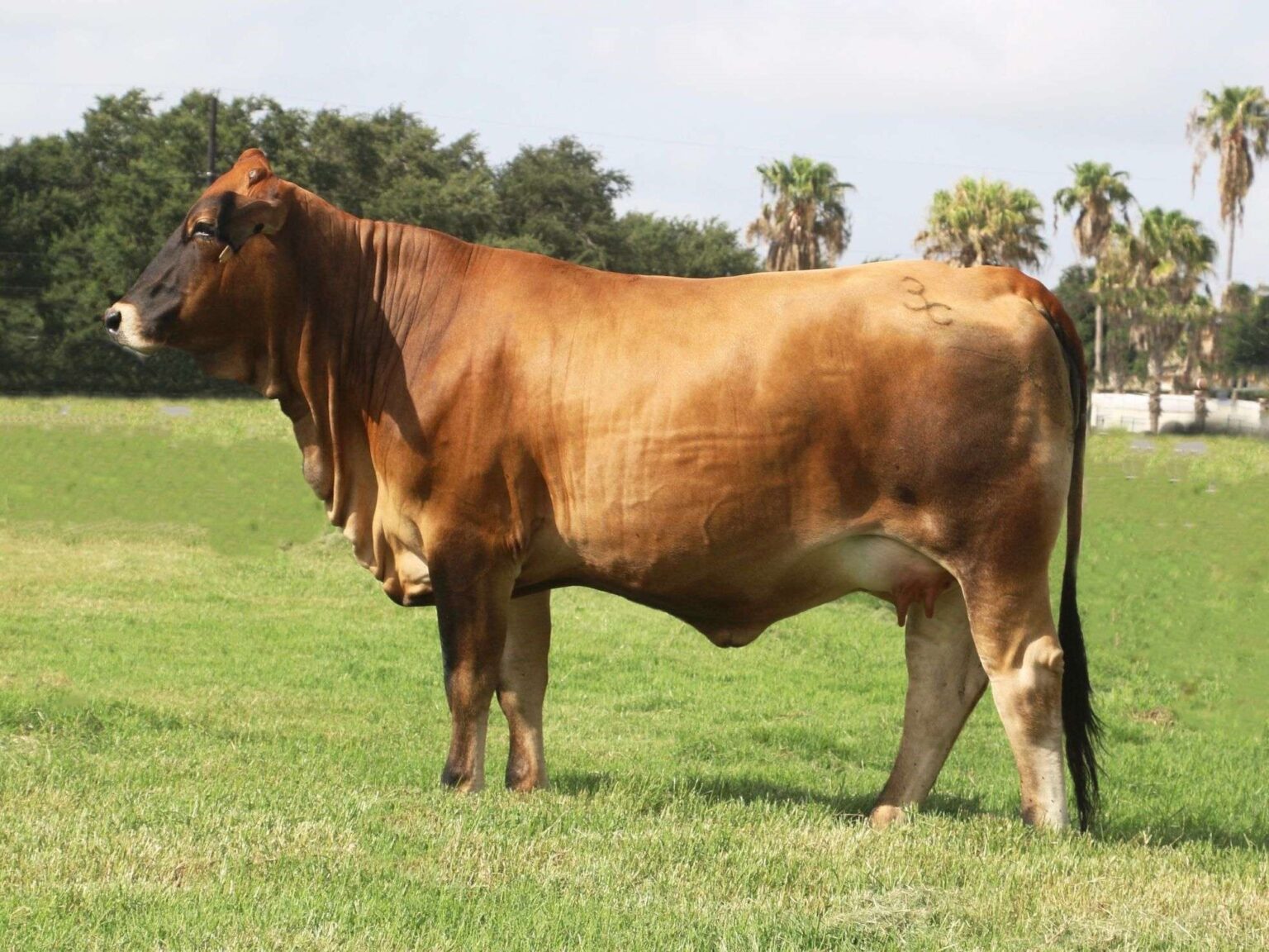 Simbrah - El Potrero Costa Rica